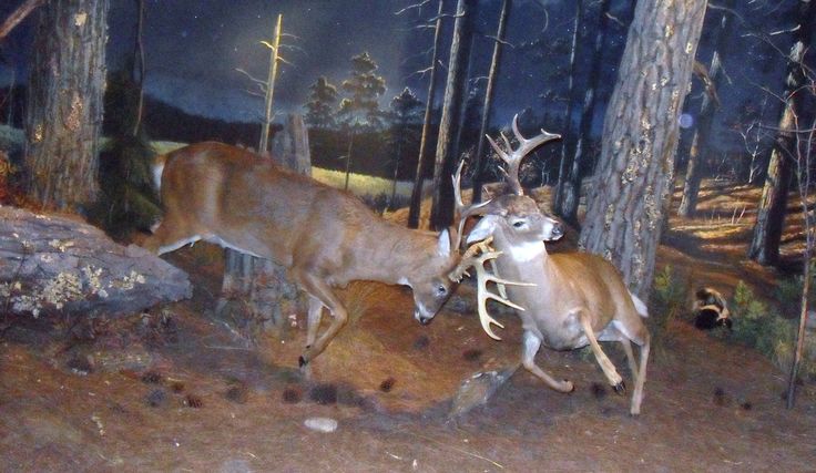 Awesome Deer Mounts - Legendary Whitetails - Legendary Whitetail's Blog