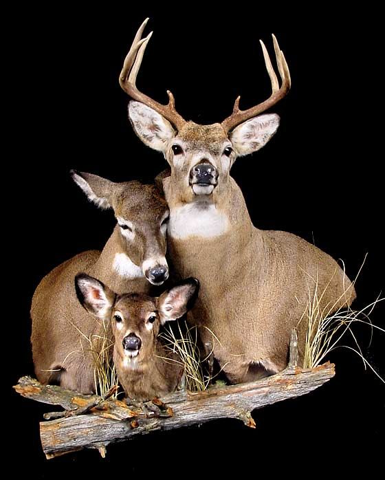 Awesome Deer Mounts - Legendary Whitetails - Legendary Whitetail's Blog