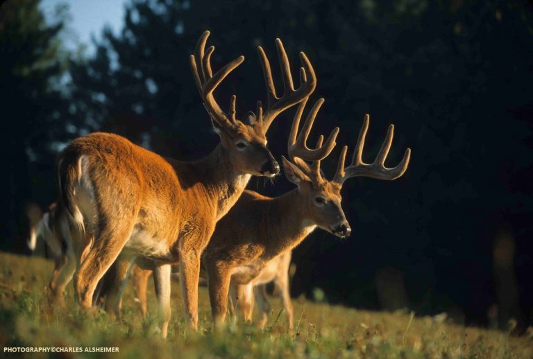 Bachelor Group Behavior - Legendary Whitetails - Legendary Whitetail's Blog