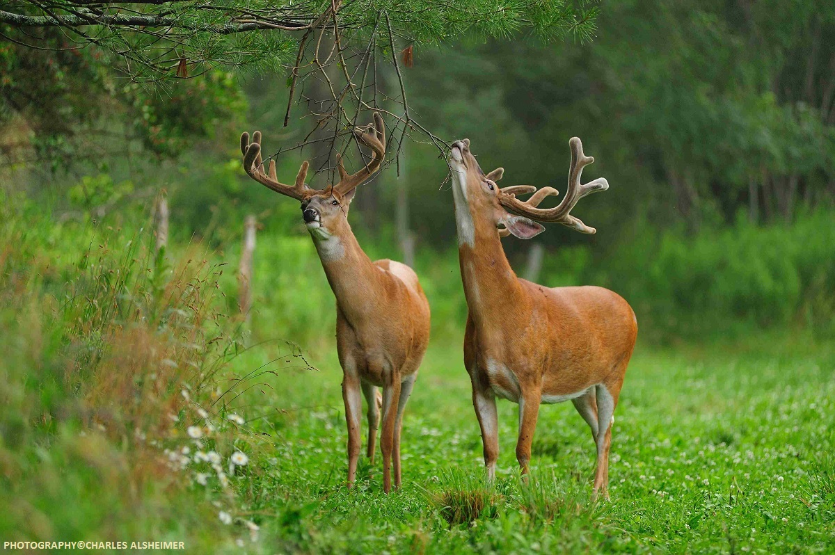 Bachelor Group Behavior - Legendary Whitetails - Legendary Whitetail's Blog