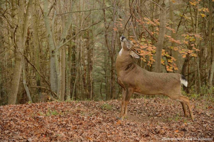Understanding Whitetail Scrape Behavior - Legendary Whitetails ...