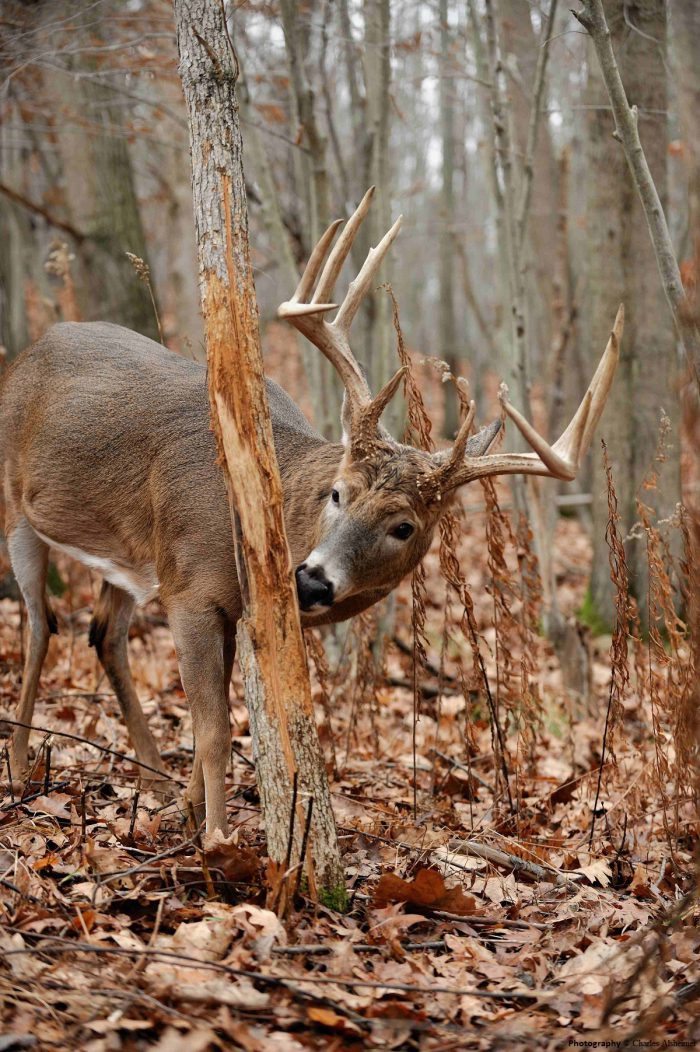 Why the October Lull? - Legendary Whitetails - Legendary Whitetail's Blog