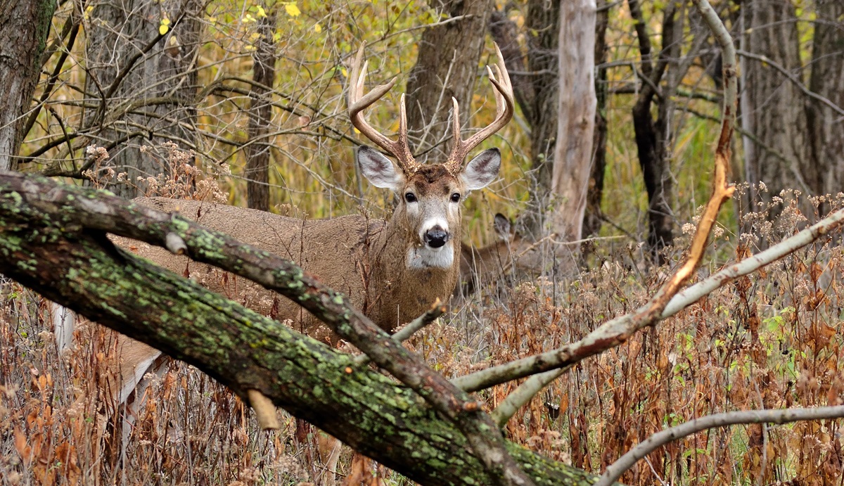 October Deer Hunting Hot Spots - Legendary Whitetails - Legendary ...