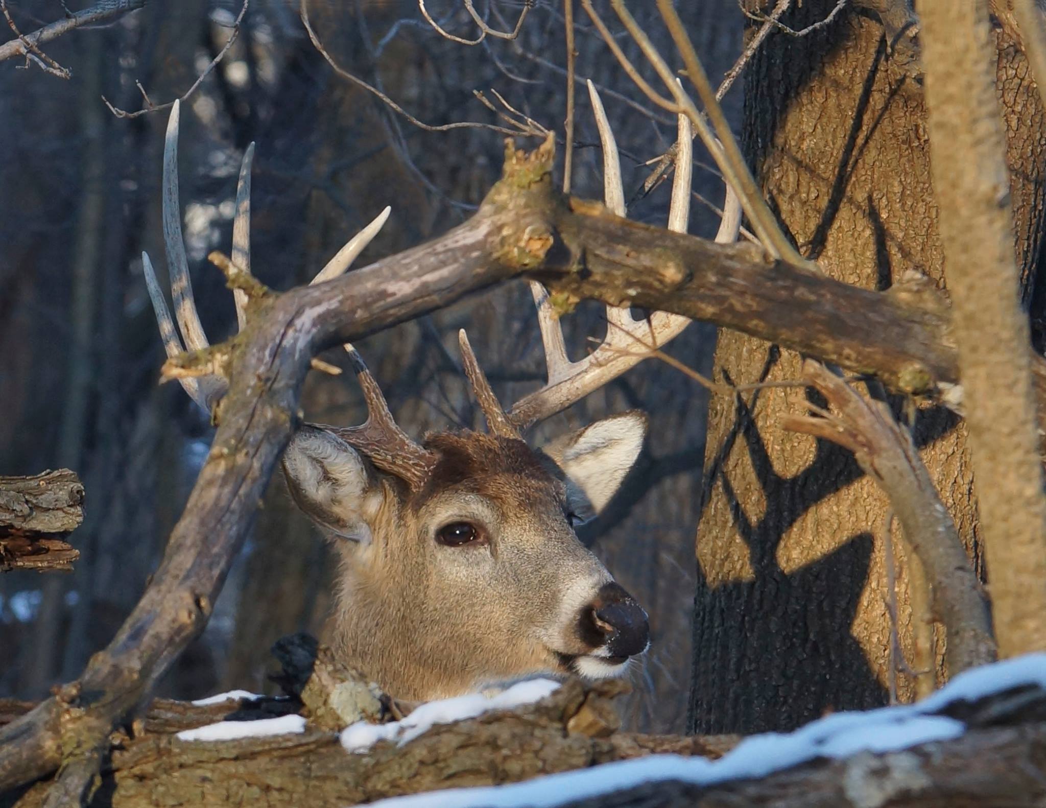 POACHED: A Well-Known Buck Taken From a Milwaukee County Park ...