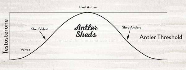When Should You Start to Shed Hunt? - Legendary Whitetails - Legendary ...
