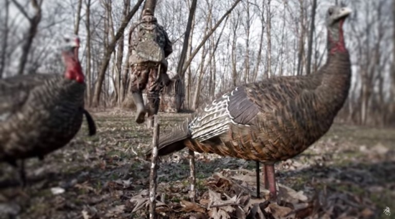 Turkey Decoy Setups: Timing is Everything - Legendary Whitetails ...