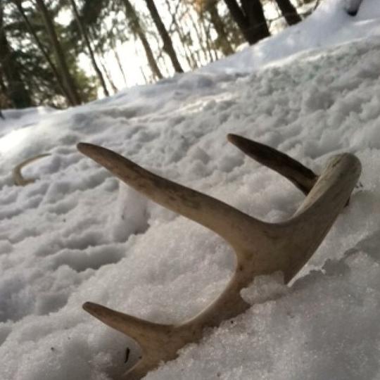 Why Do Some Bucks Shed Their Antlers Early? - Legendary Whitetails ...