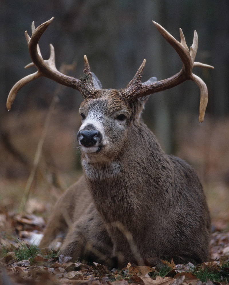 6 Triggers and Suppressors of Buck Activity - Legendary Whitetails ...