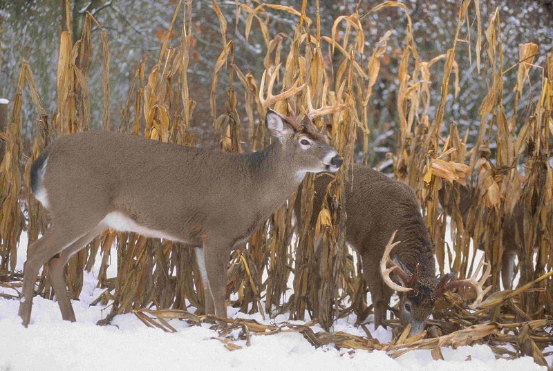 6 Triggers and Suppressors of Buck Activity - Legendary Whitetails ...