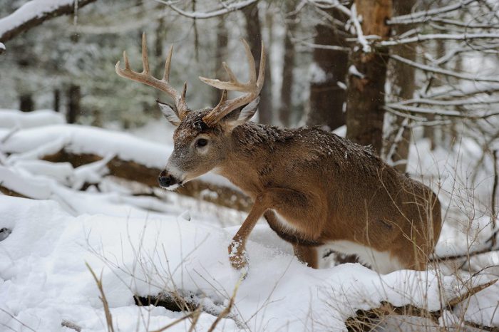 The Loss of Whitetail Legend, Charlie Alsheimer - Legendary Whitetails ...