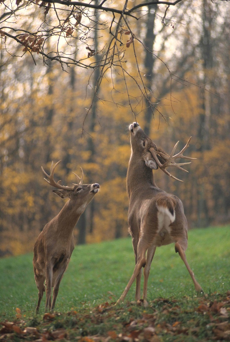 6 Triggers and Suppressors of Buck Activity - Legendary Whitetails ...