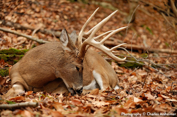 The Loss of Whitetail Legend, Charlie Alsheimer - Legendary Whitetails ...