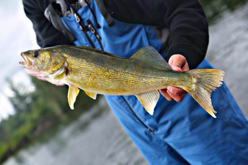 Fishing Rivers for Perch and Walleye During the Spawn - Legendary ...